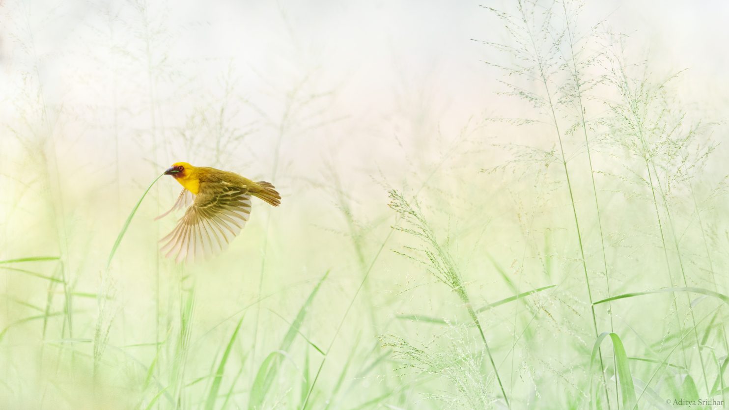 Nikon 500mm f/4e FL - Review and Comparison with 500mm PF